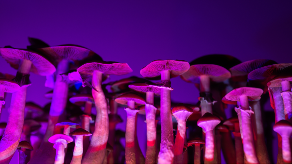 The Potential of Psychedelic & Magic Mushroom Packaging | Treeform ...